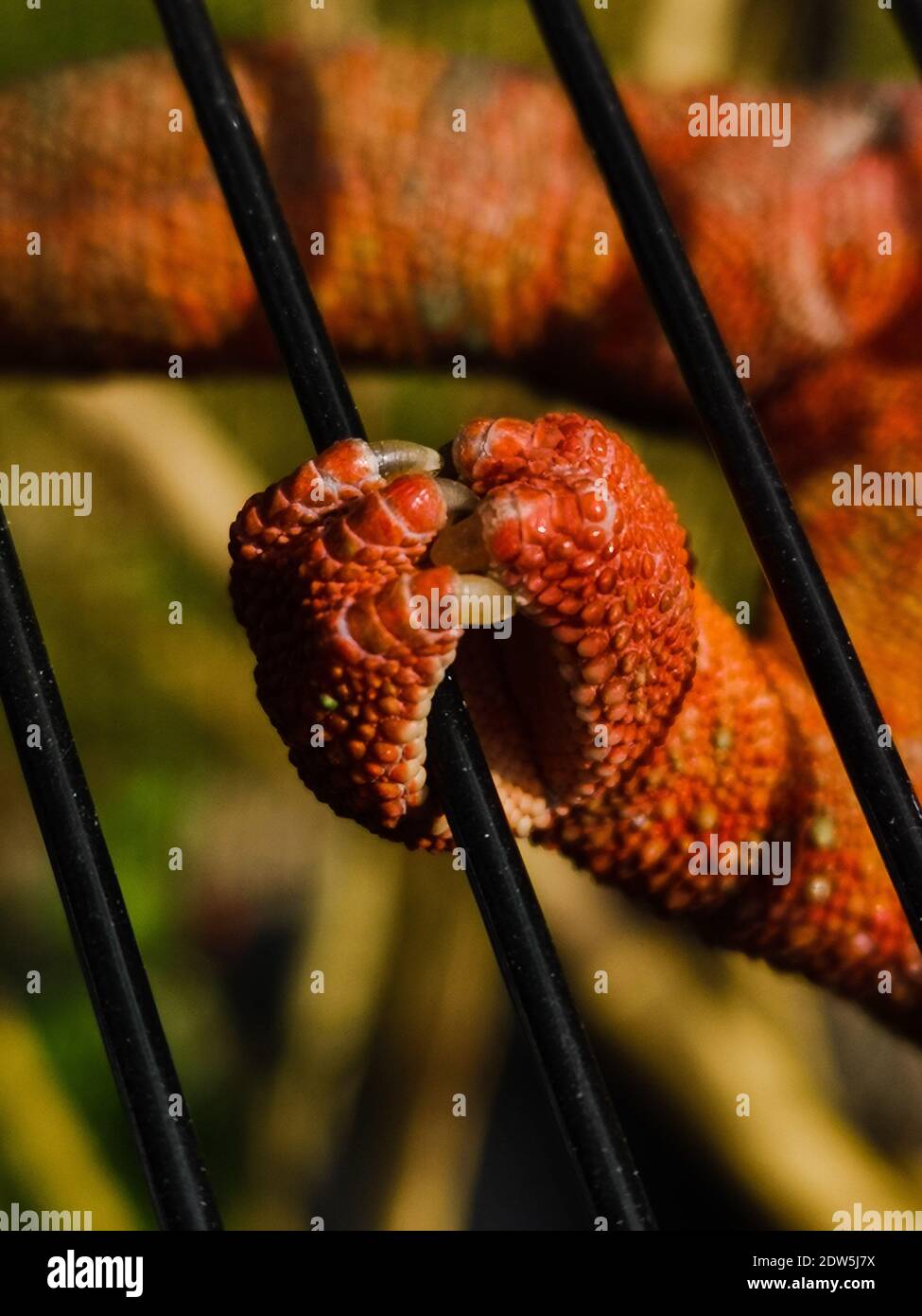 Foot of chameleon hi-res stock photography and images - Alamy