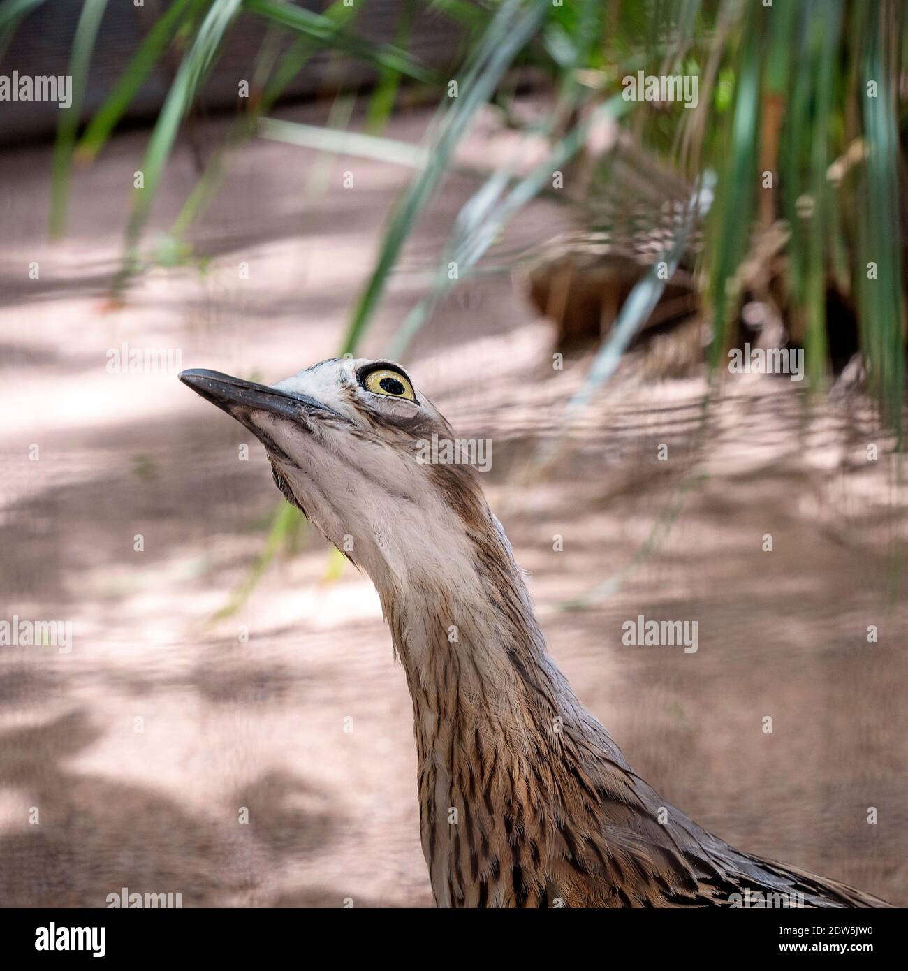 Stone curlew species hi-res stock photography and images - Alamy