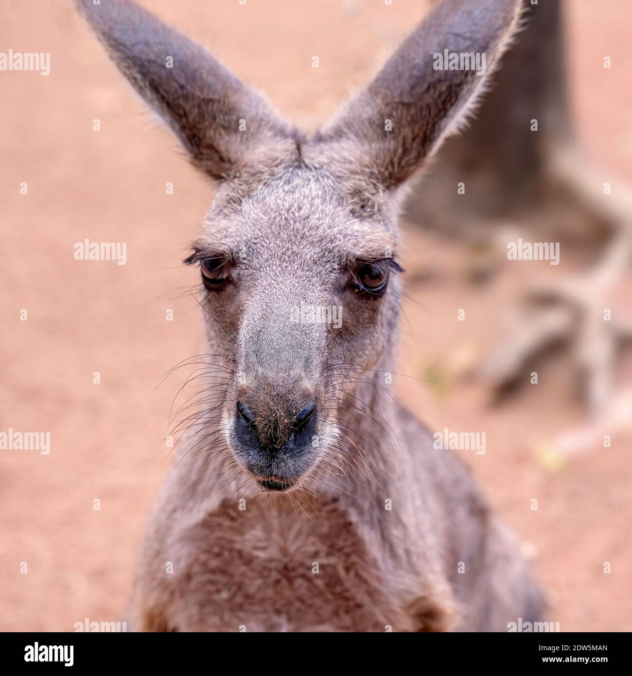 Close up of an Australian kangaroo against a blurred background Stock ...
