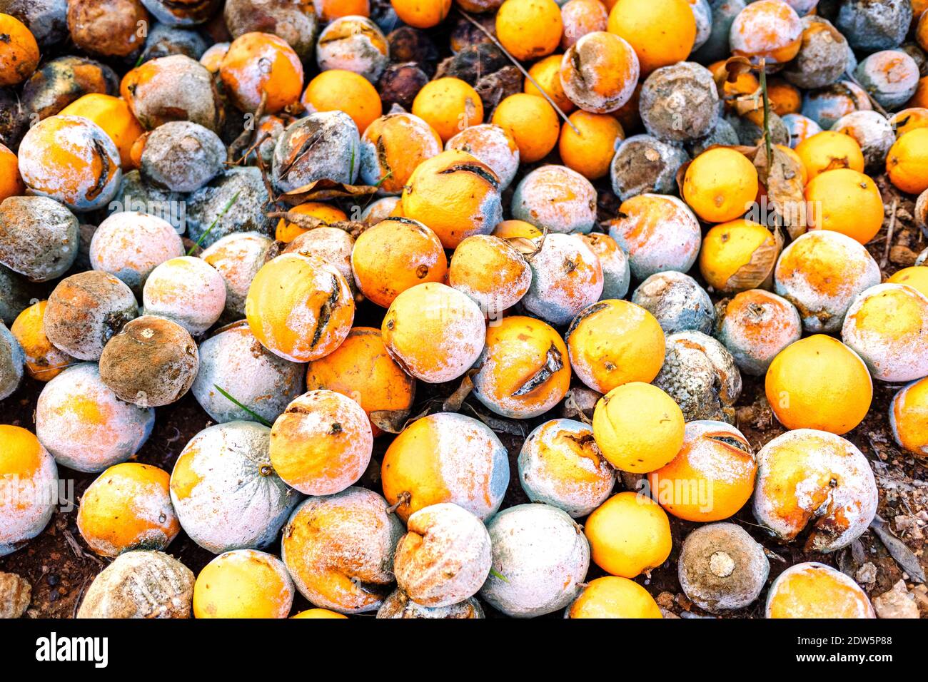 Fruit discarded and rotten by farmers on the ground of an orchard Stock ...
