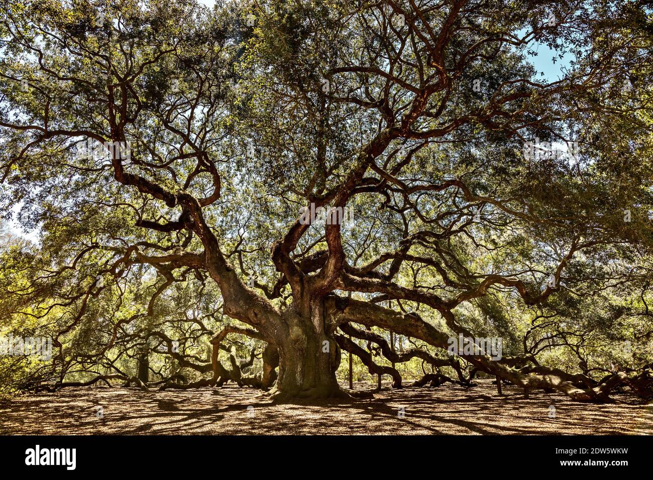 Charleston the angel oak tree hi-res stock photography and images - Alamy