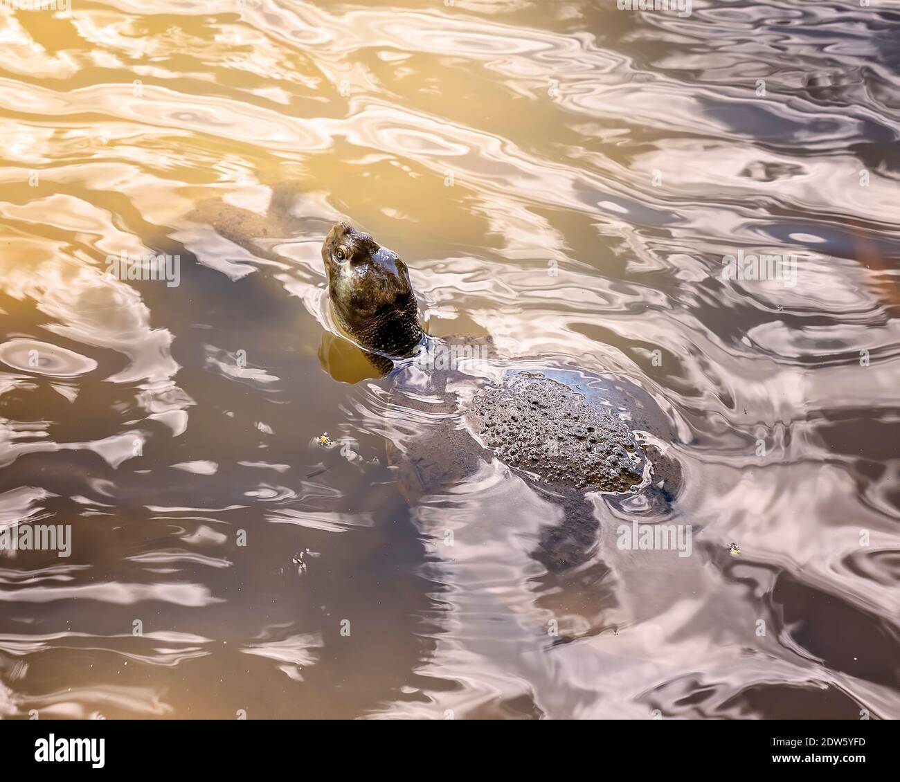 Reptile shell surface tropical hi-res stock photography and images - Alamy