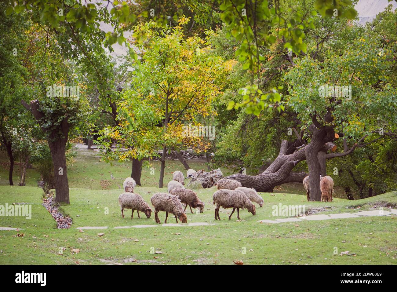 Herd Of Sheep Grazing In Hunza Valley Garden In Summer. Gilgit ...