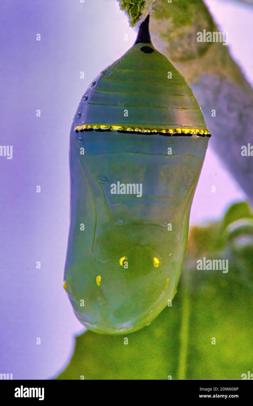 Green chrysalis hi-res stock photography and images - Alamy