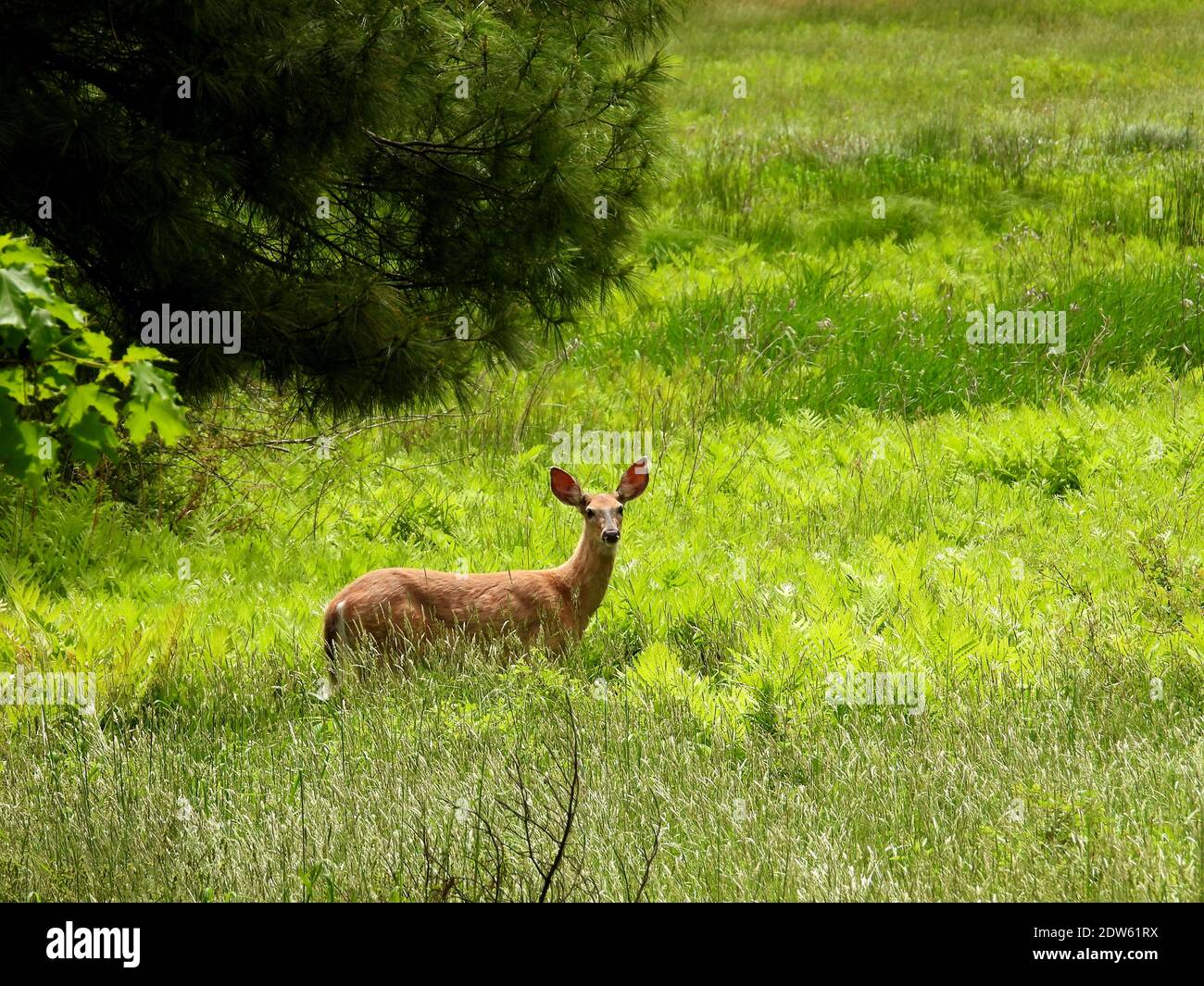 Yearling stag in grassland hi-res stock photography and images - Alamy