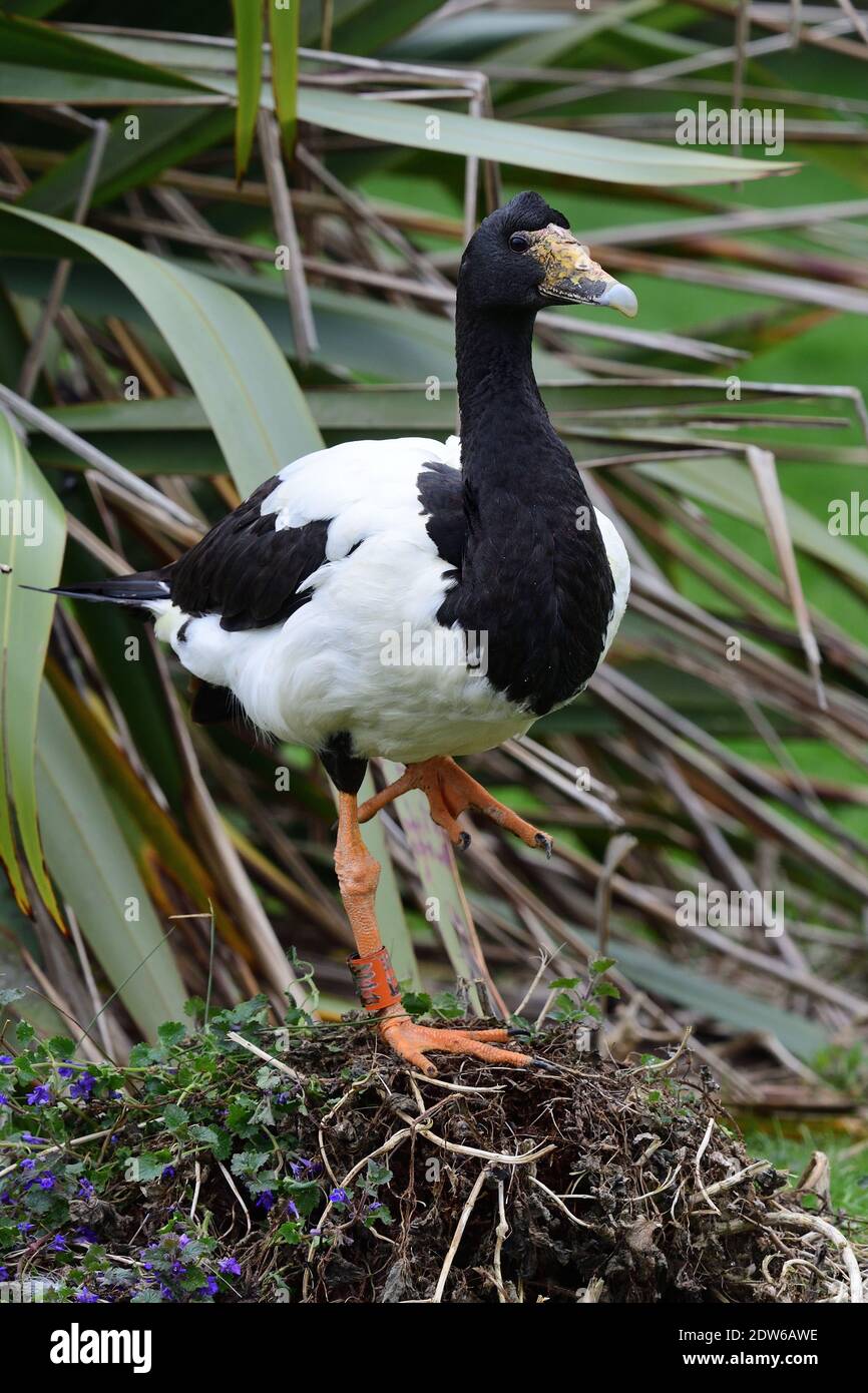 One magpie goose hi-res stock photography and images - Alamy