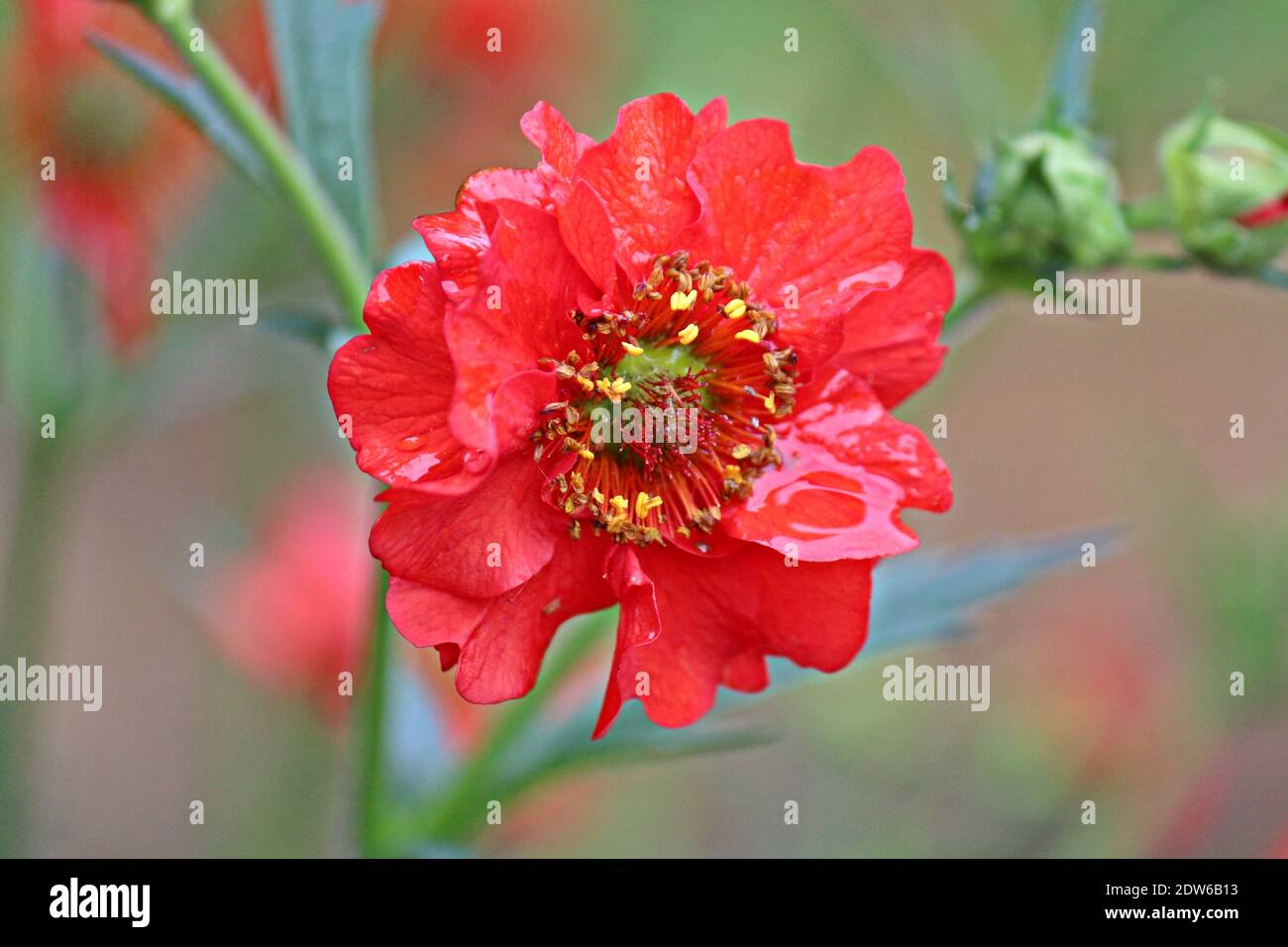 Single Geum Leaf High Resolution Stock Photography and Images - Alamy
