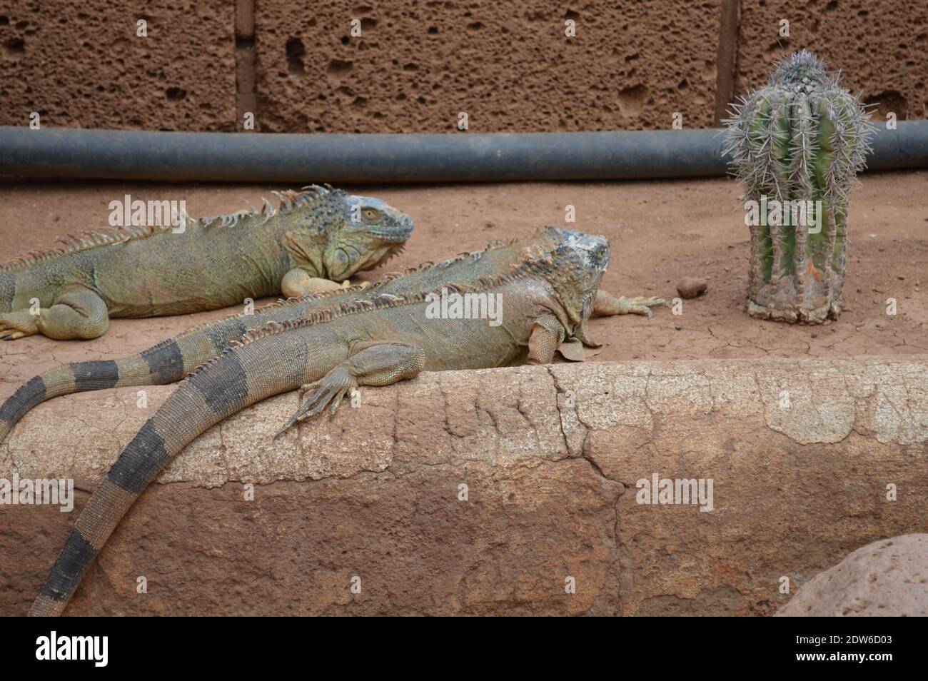 Zoo magazine hi-res stock photography and images - Alamy