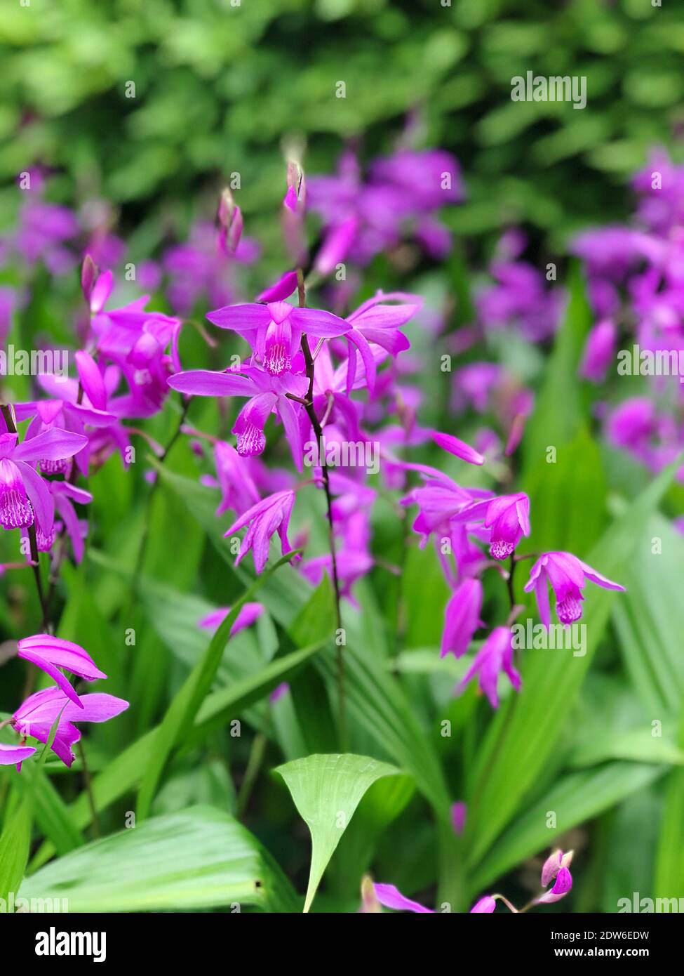 Kanda nishikicho hi-res stock photography and images - Alamy