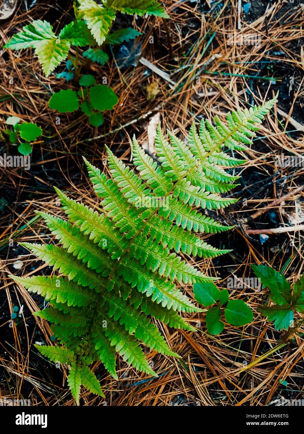 Green fern spiky leaves in hi-res stock photography and images - Alamy