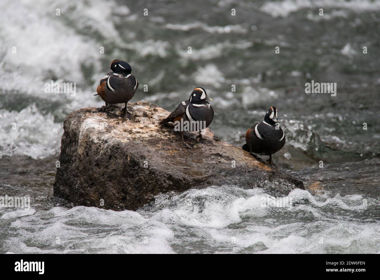Three harlequin ducks posing on a rock in Le Hardy Rapids, Yellowstone ...