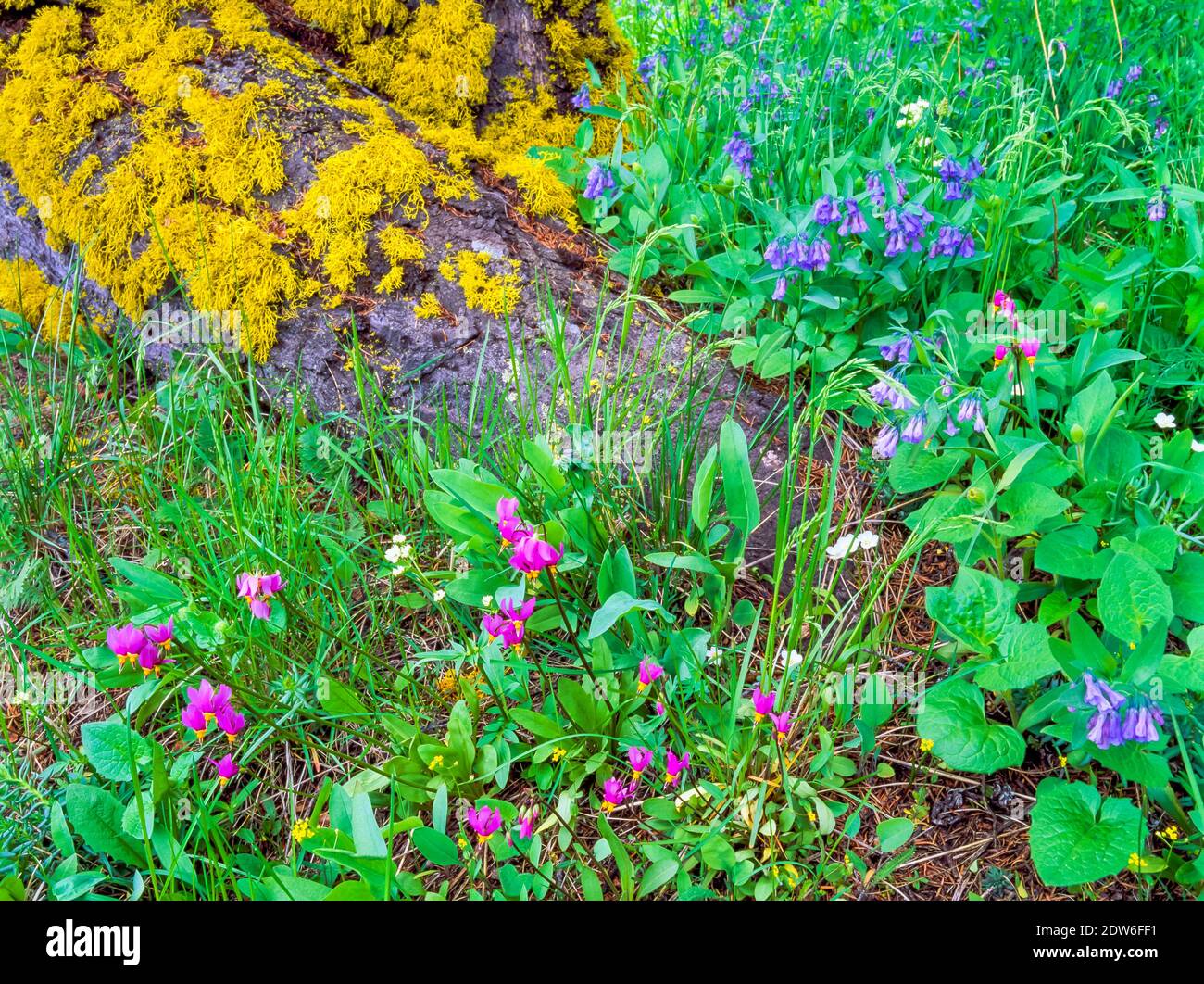 bluebells and shooting stars on the forest floor in helena national ...
