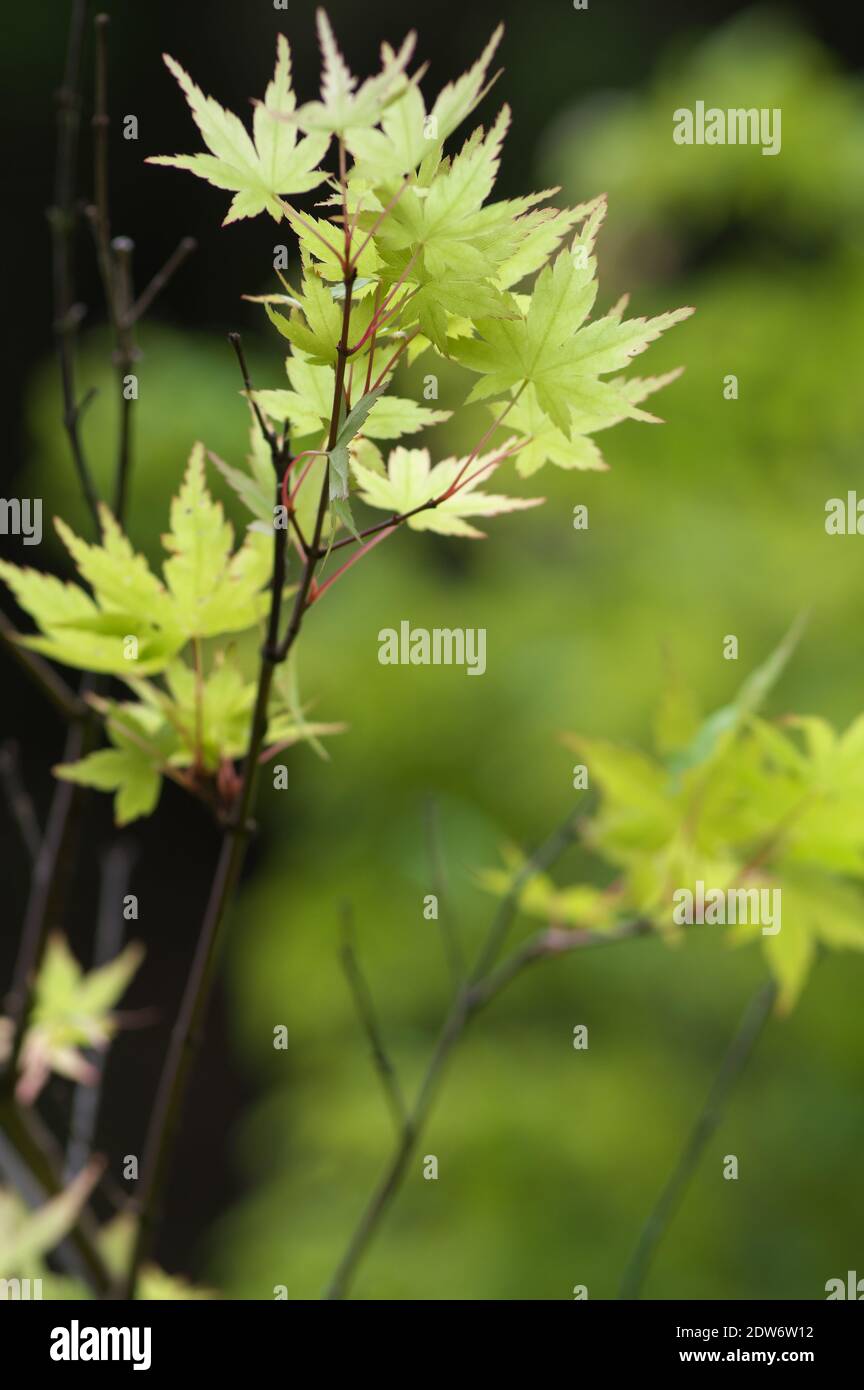 Nara Plant High Resolution Stock Photography and Images - Alamy