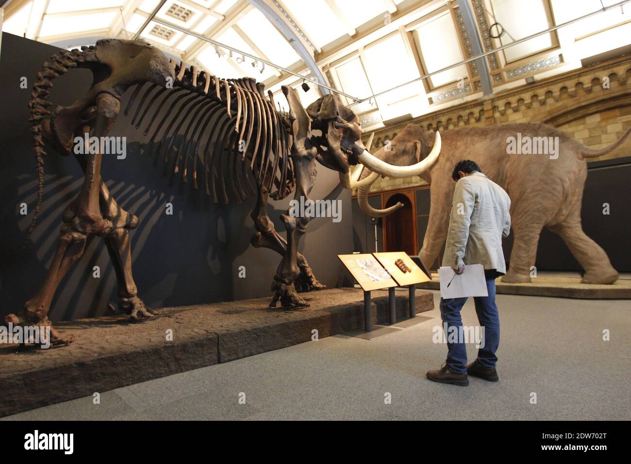 Major exhibition looking at Mammoths, from the time when they roamed ...