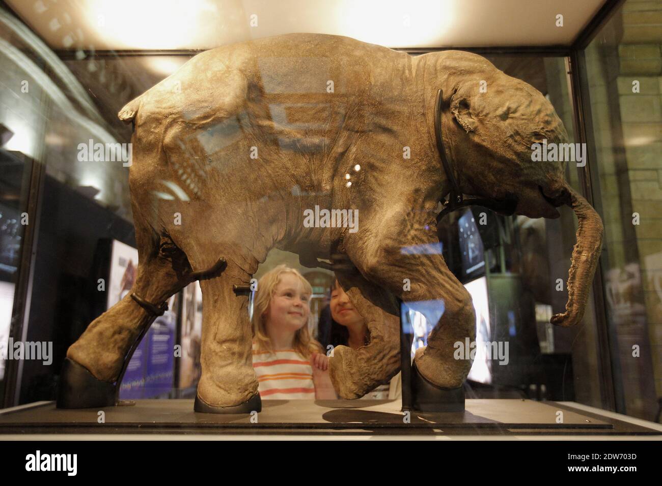 Major exhibition looking at Mammoths, from the time when they roamed ...
