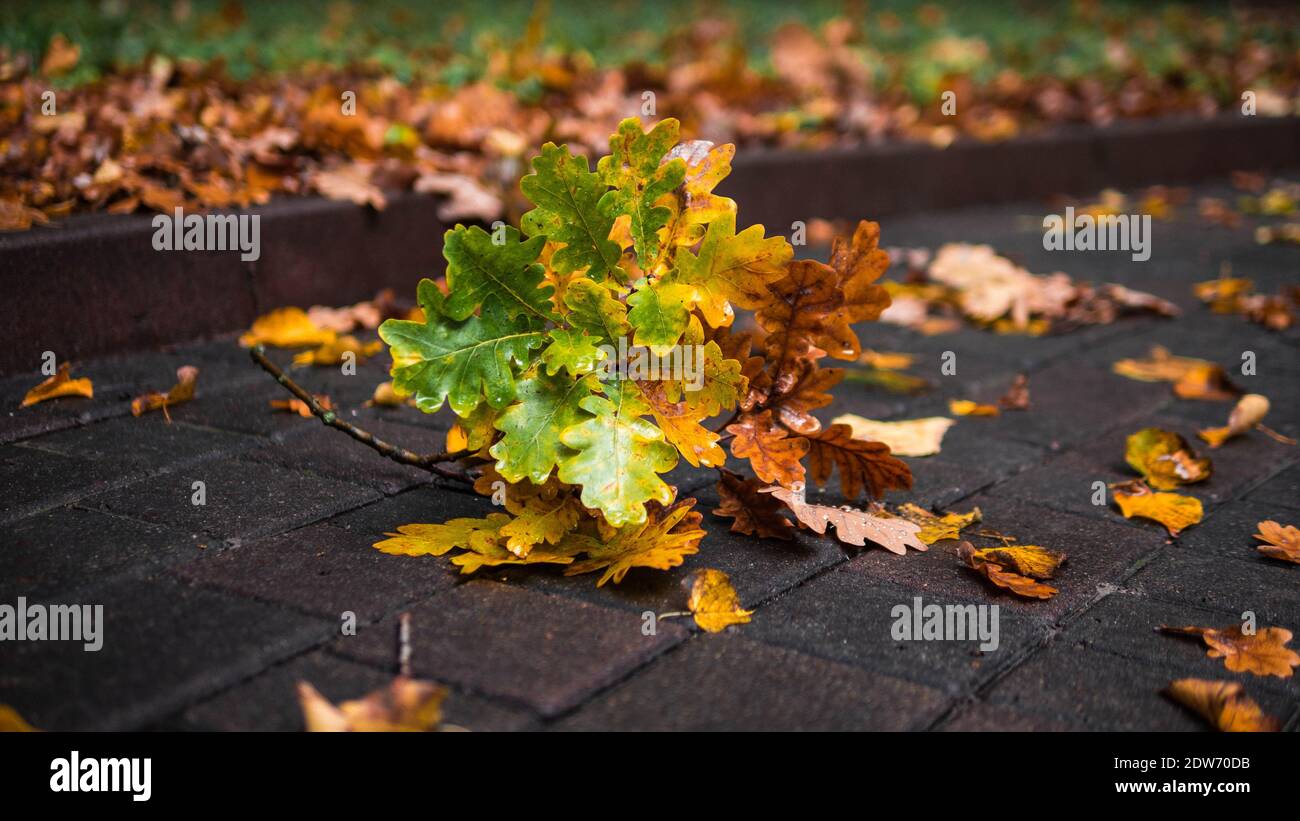 Autumn foliage in the park in nature,autumn background.Golden foliage ...