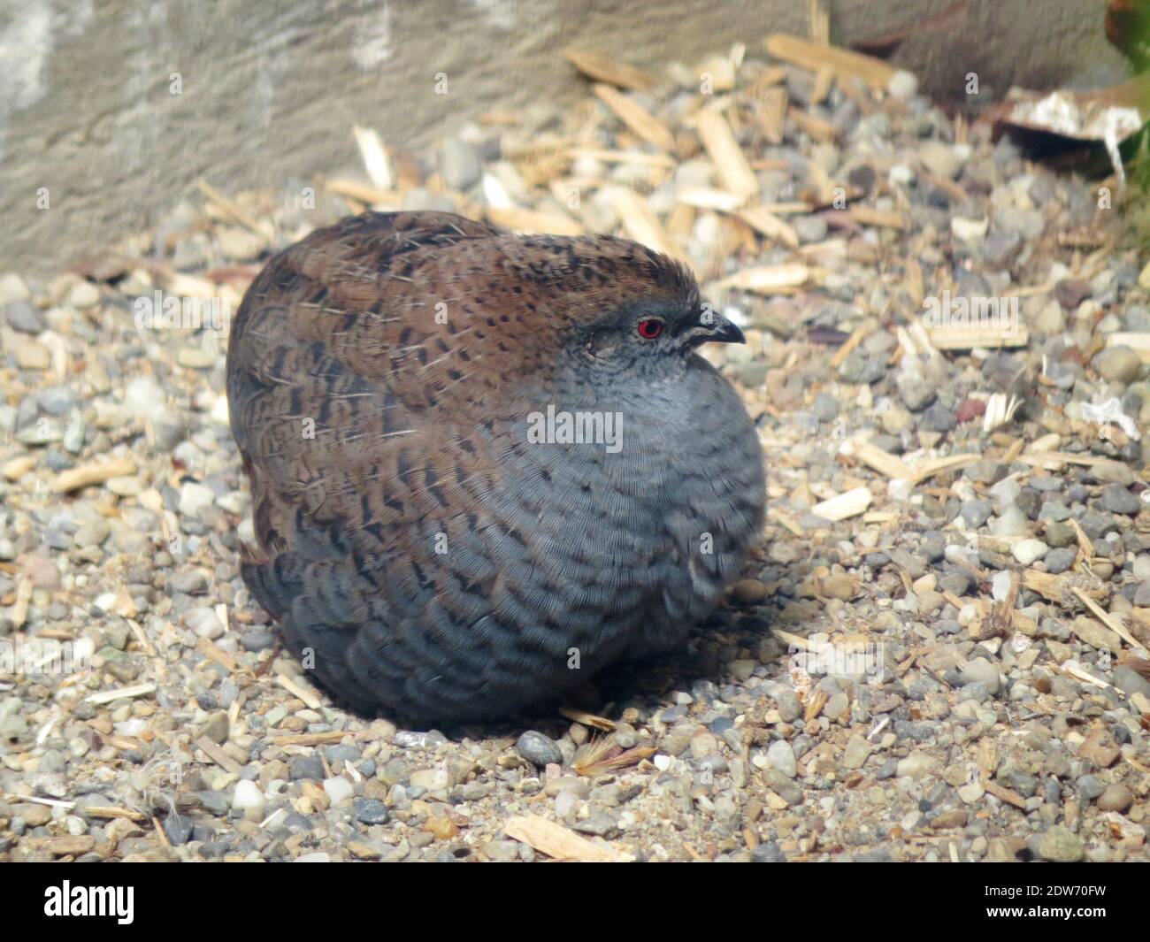 Quail beach hi-res stock photography and images - Alamy