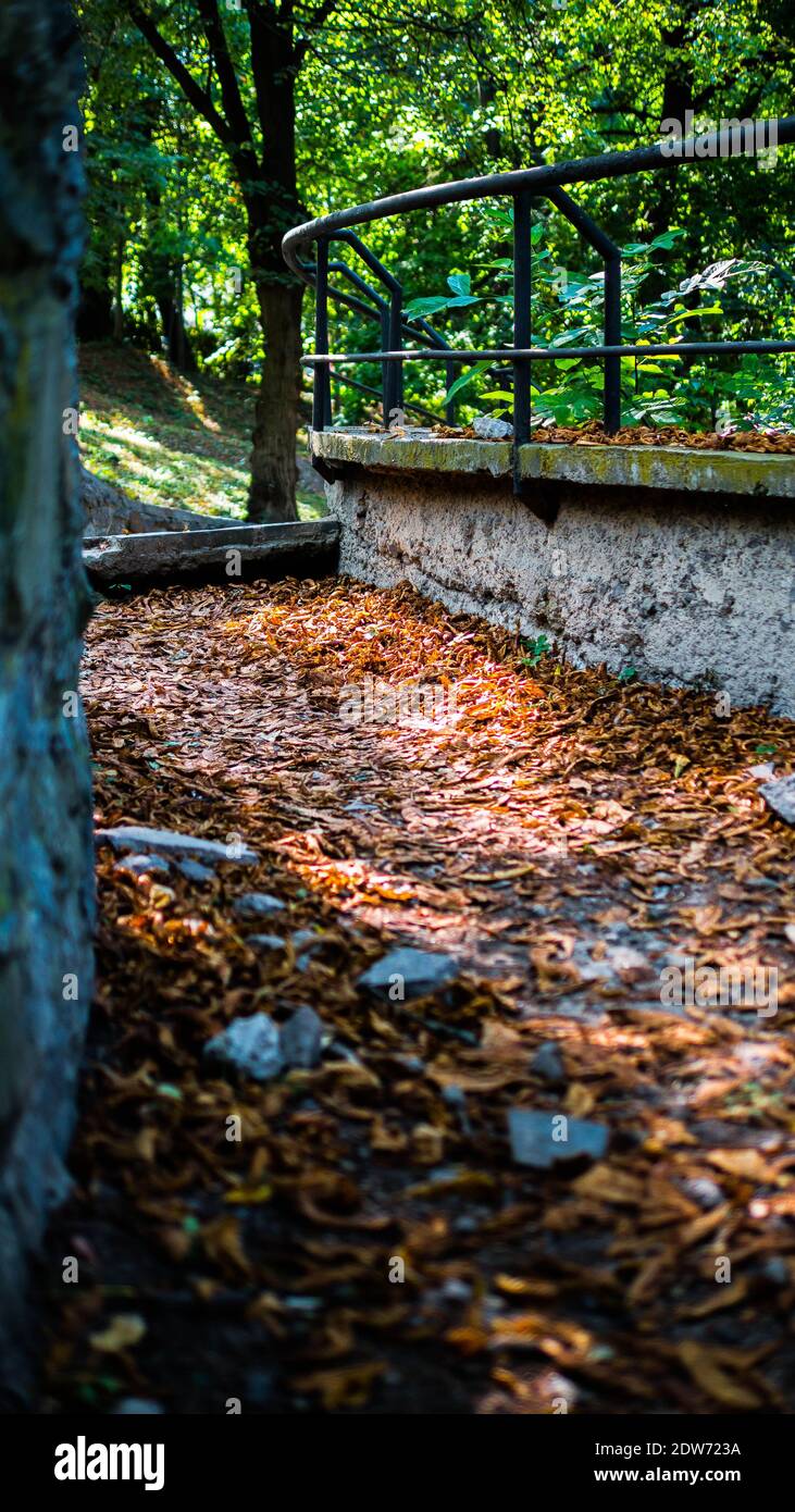 A narrow street in a park with autumn foliage,a beautiful street in a ...