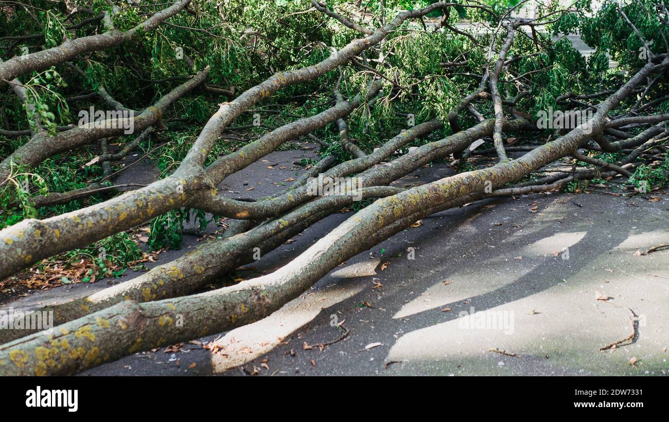 Fallen trees on the ground,close-up.Lying trees on the ground from a ...
