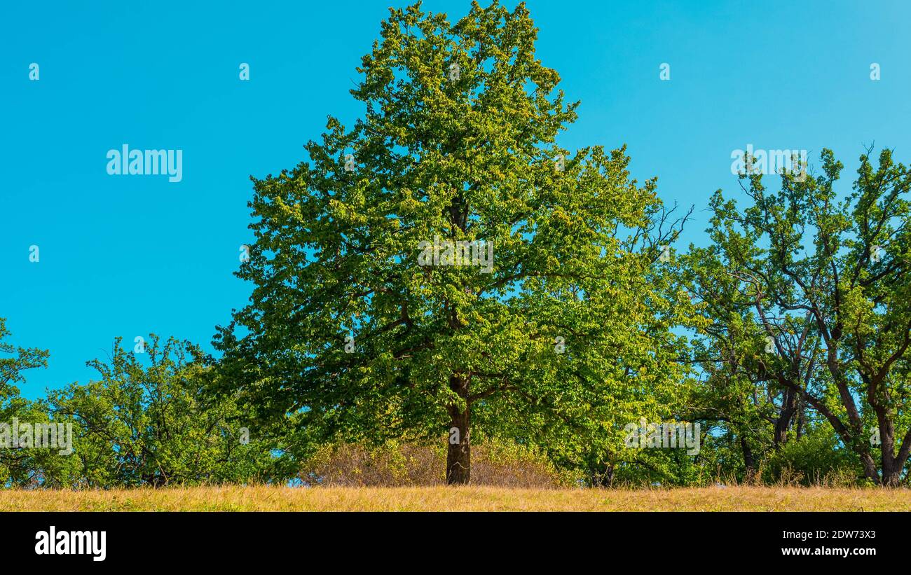 Tree of life,beautiful lonely tree with green foliage and yellow grass ...