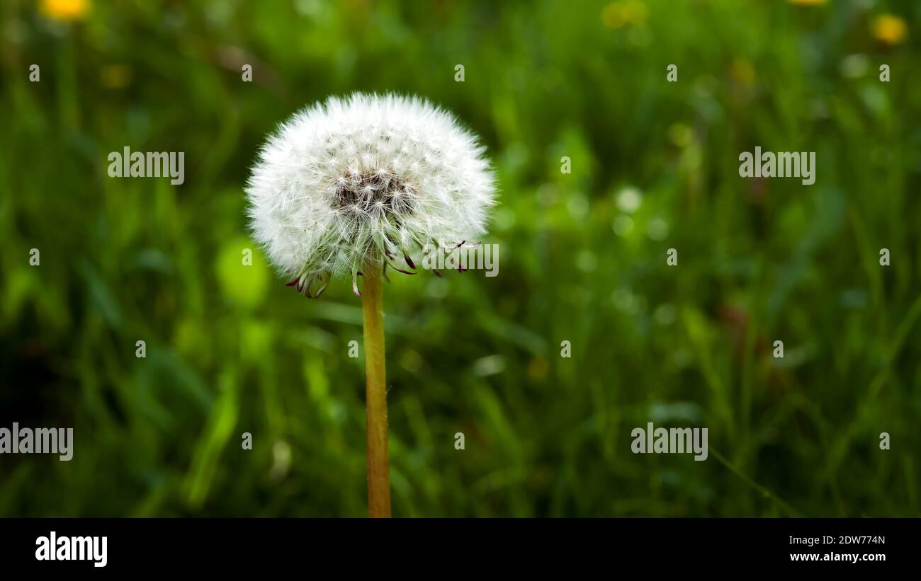 Blood poisoning hi-res stock photography and images - Alamy