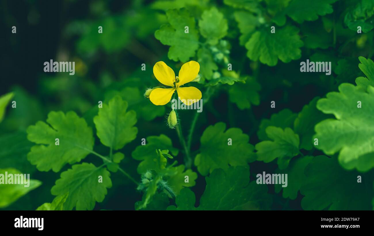 Celandine texture hi-res stock photography and images - Alamy