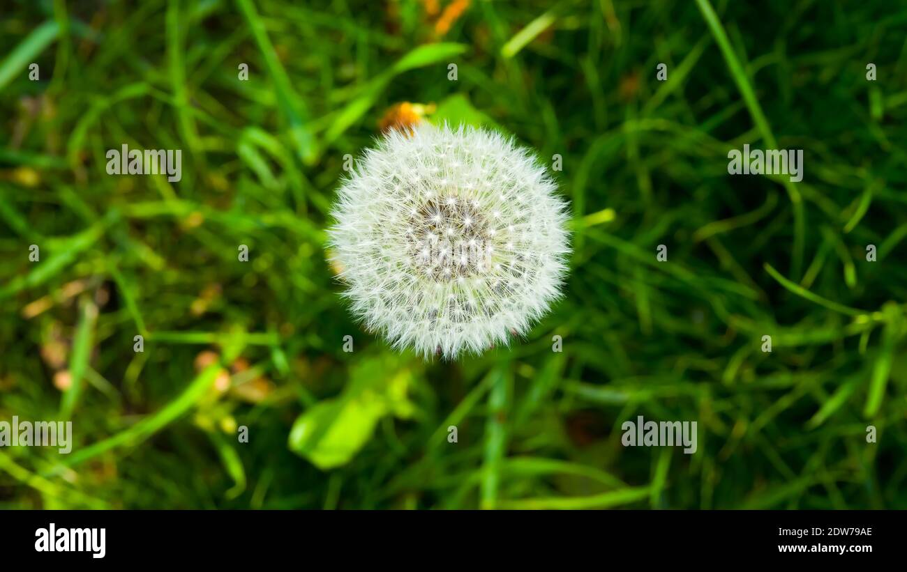Fluffy dandelion.Top view.Dandelion is a medical medicinal plant Stock ...