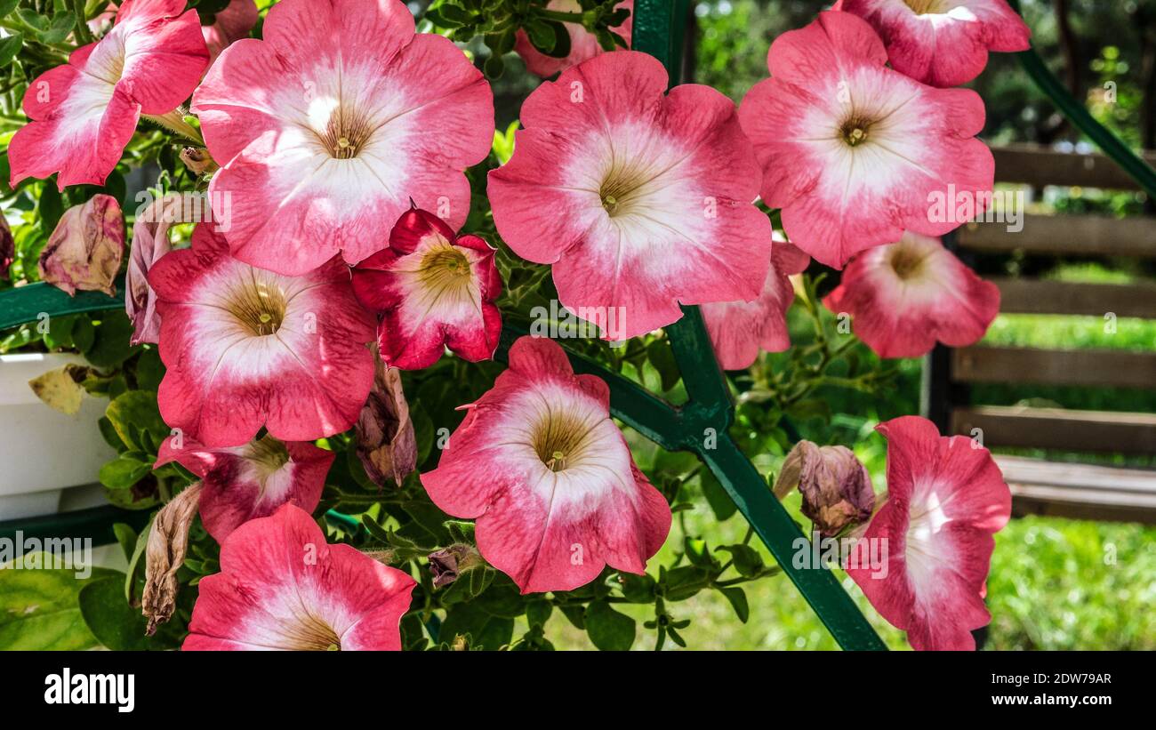 Natural pink flowers,beautiful flowering,colorful flowers in the garden ...