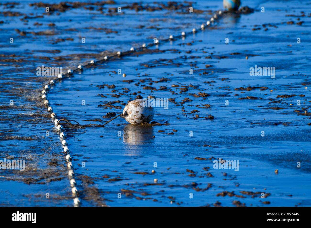 Cockle fishing nets in The Wash at Snettisham Stock Photo - Alamy