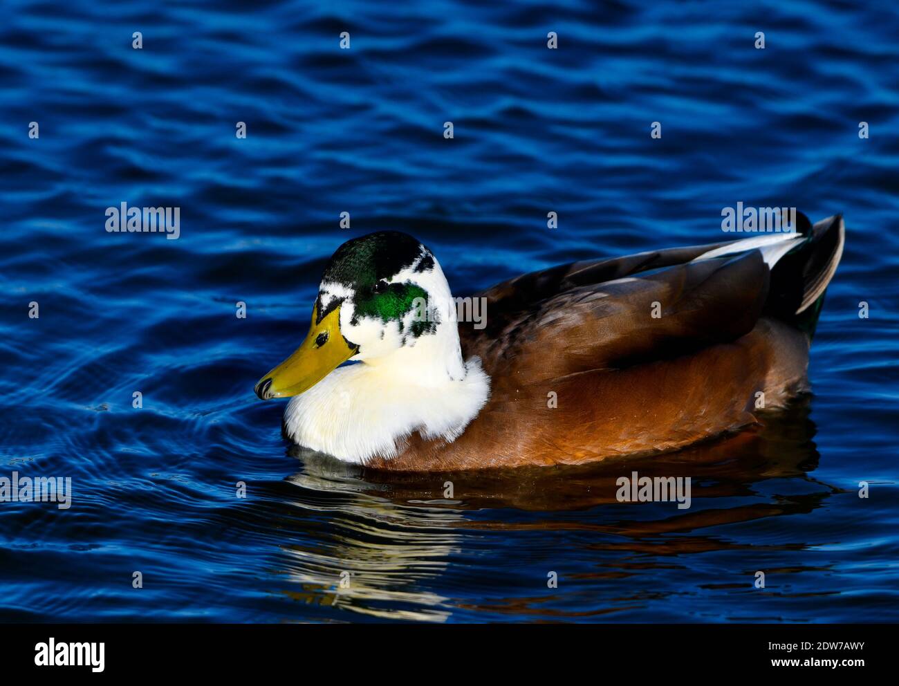 A multi coloured hybrid duck in Snettisham, Norfolk Stock Photo - Alamy