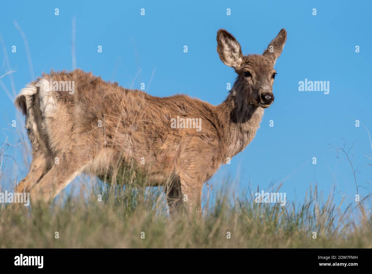 Mule deer, Iwetemlaykin State Heritage Site, Oregon Stock Photo - Alamy