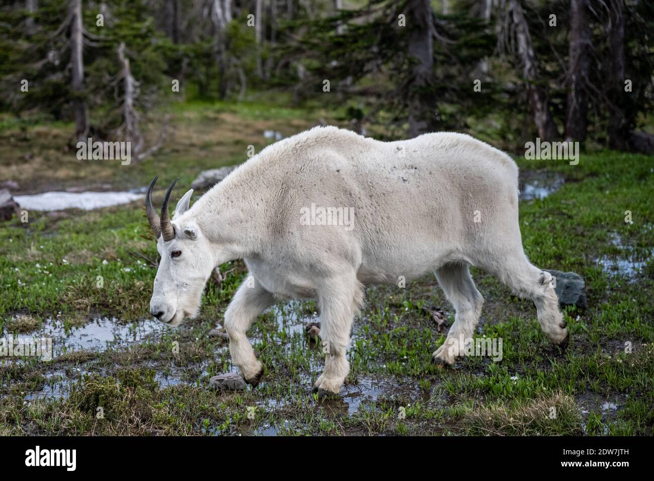 Male mountain goat hi-res stock photography and images - Alamy