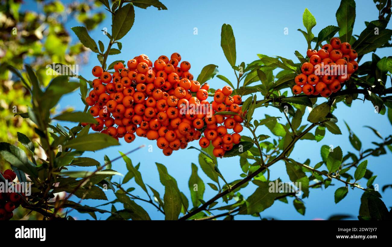 Rowan branch, natural mountain ash bush, medical orange berry. The ...