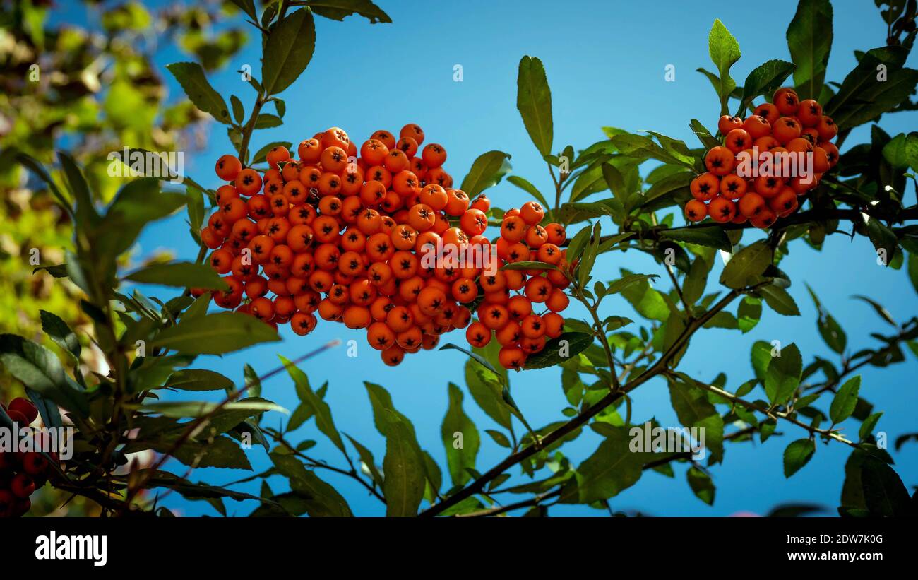 Rowan bush, orange berry, rowan branch in the forest Stock Photo - Alamy
