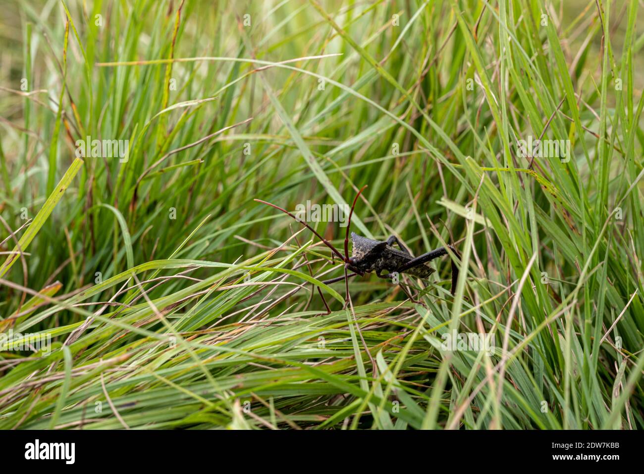 Leaffooted Bug in Tall Grass on Andrews Bald in the Smokies Stock Photo ...