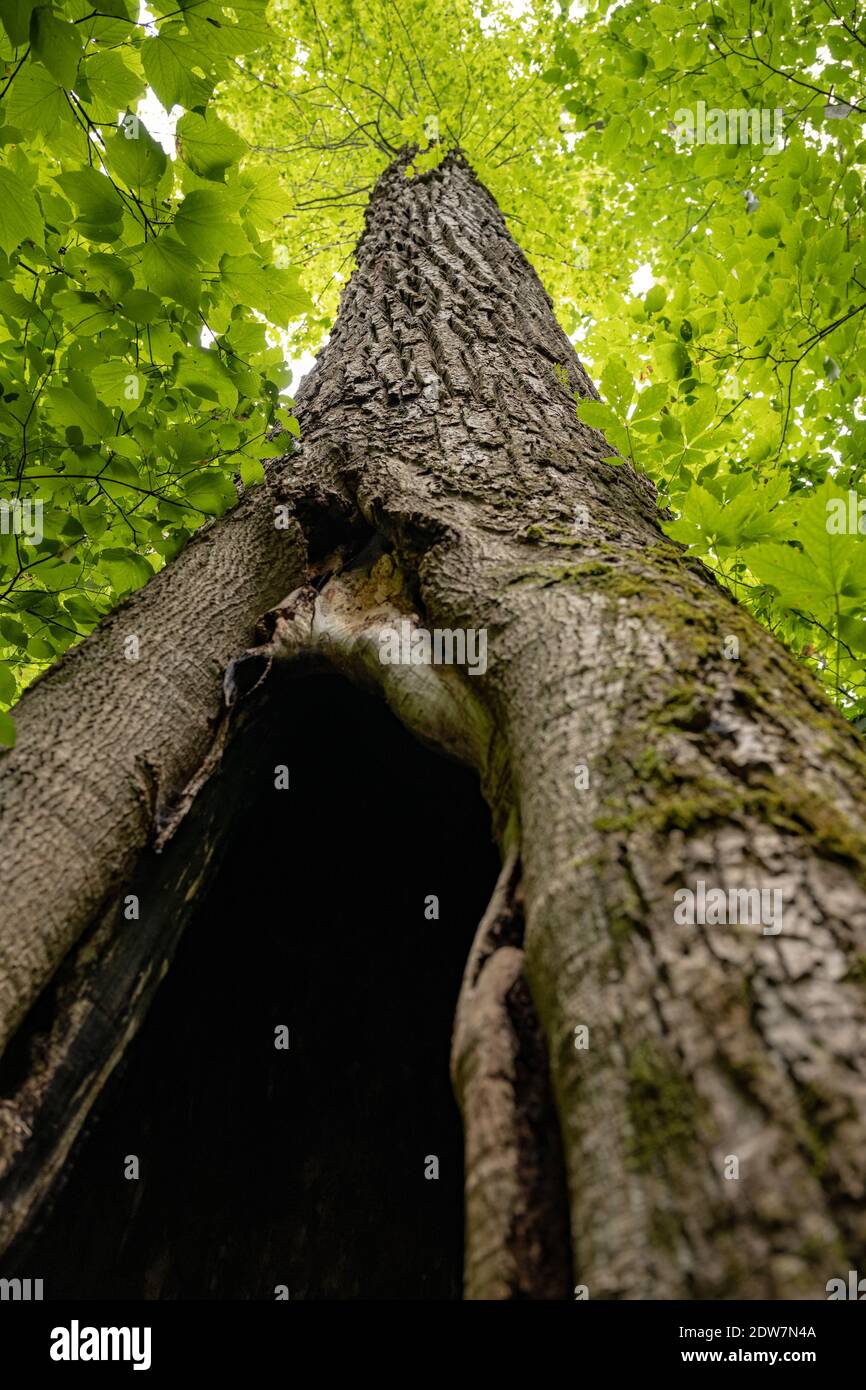 Look Up Into High Canopy above tree with hollow trunk Stock Photo - Alamy
