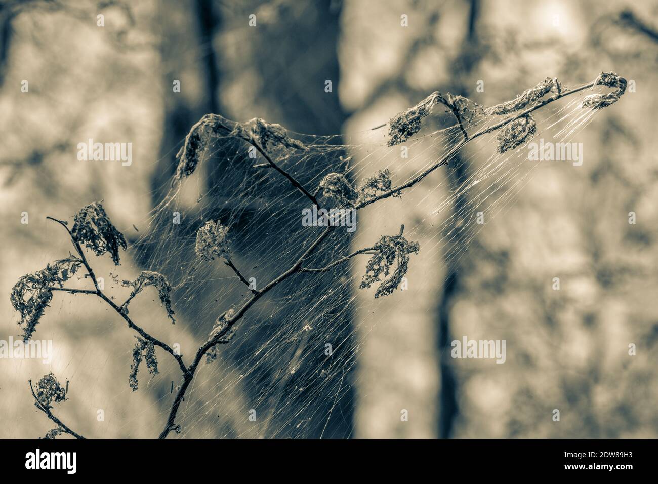 Looper moth caterpillar tree hi-res stock photography and images - Alamy