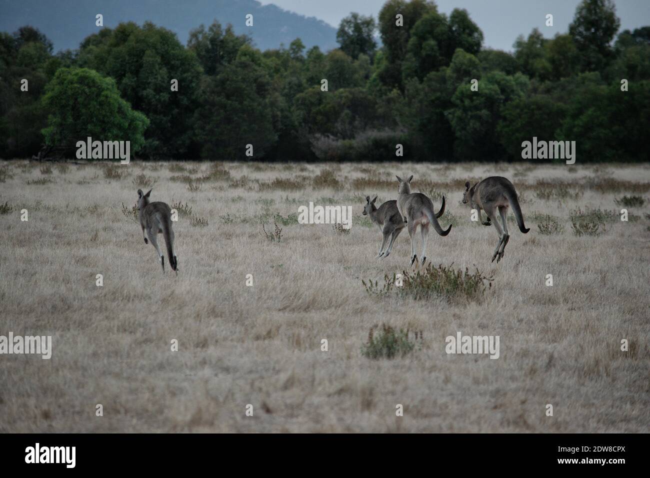 Tree kangaroo jumping hi-res stock photography and images - Alamy