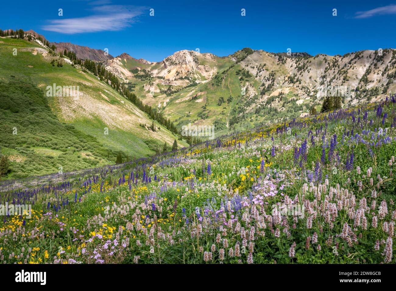 Sweet smell of Summer Stock Photo - Alamy