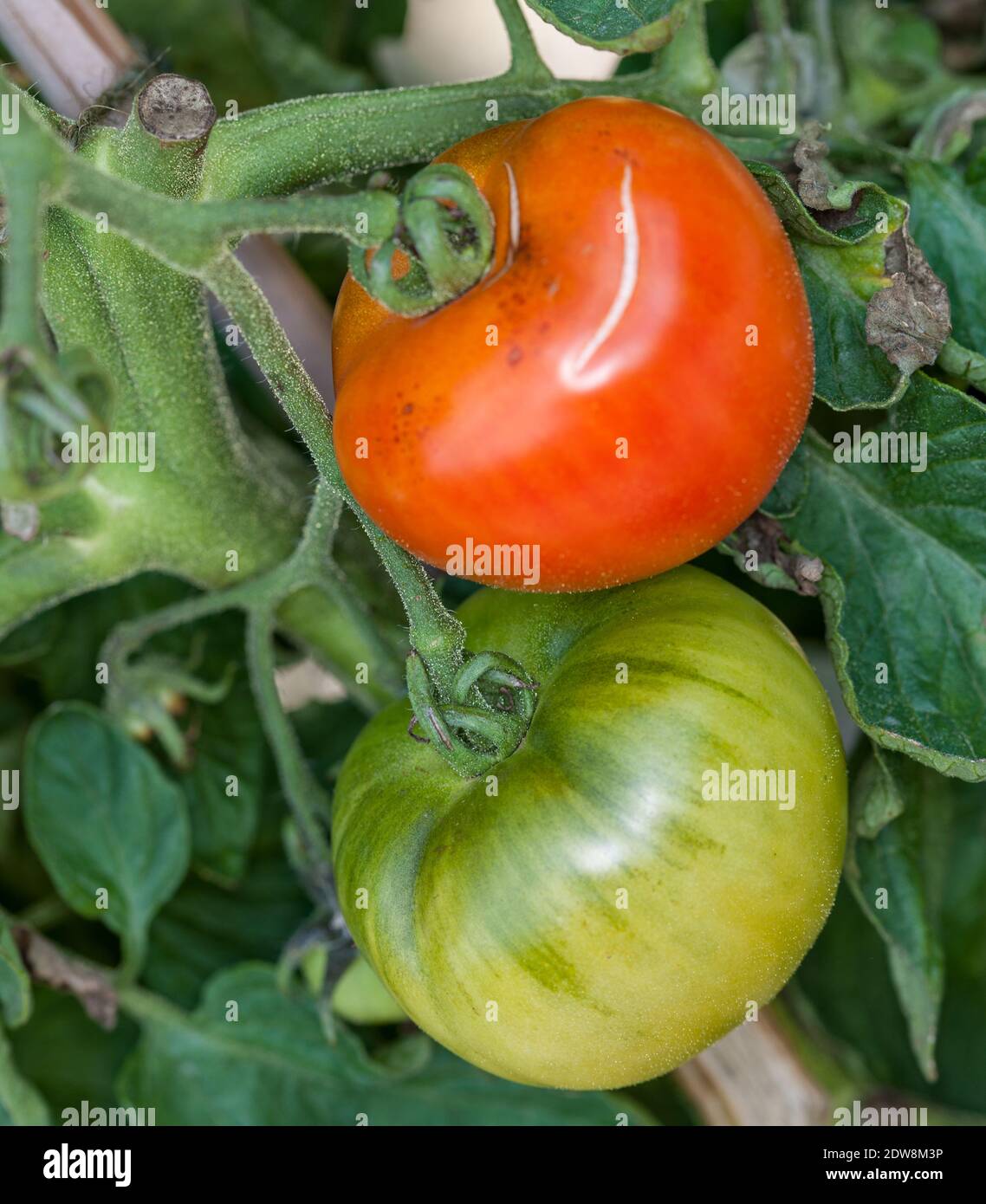'Malle F1' Tomato, Tomat (Solanum lycopersicum Stock Photo - Alamy
