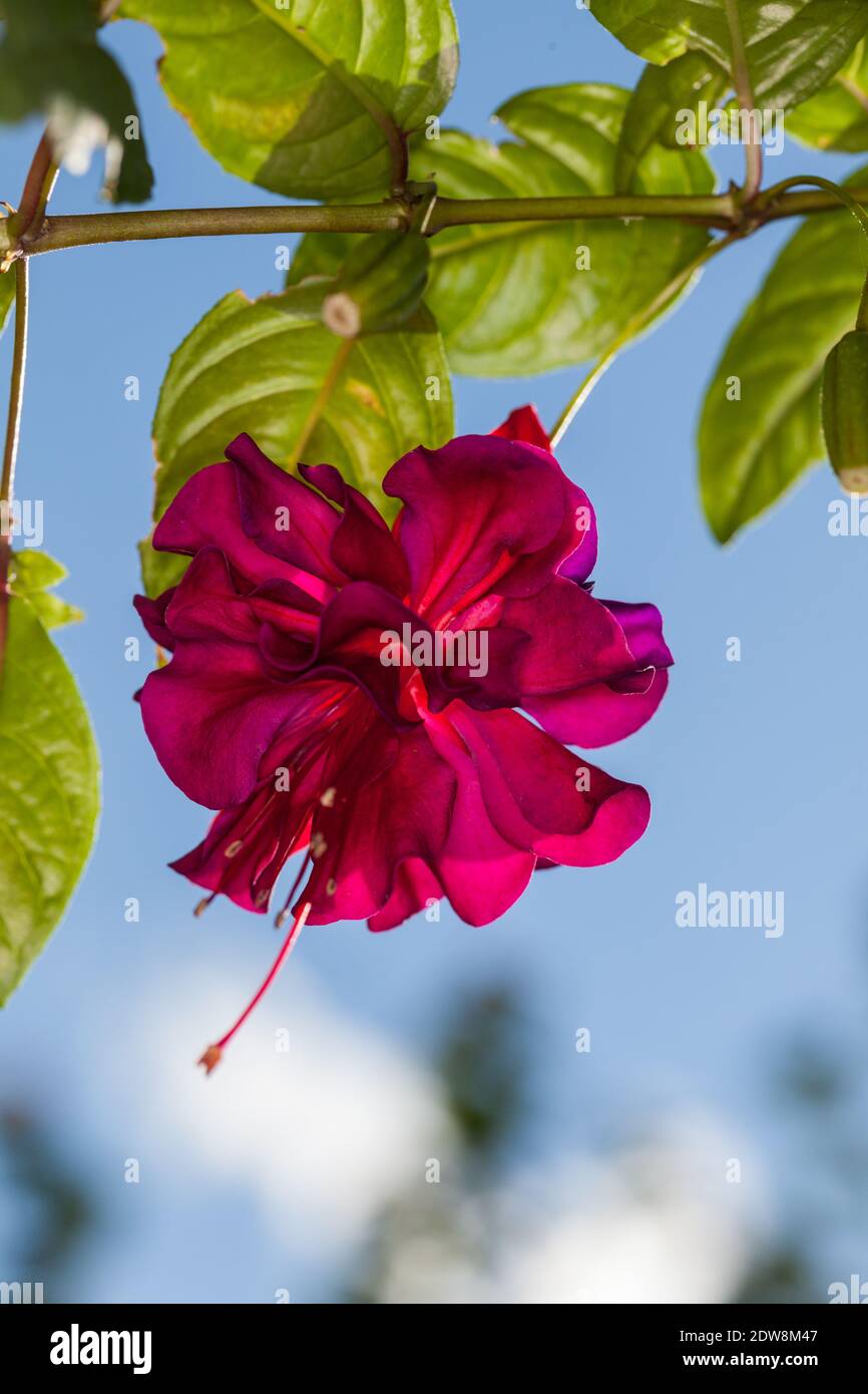 'Maori Maid' Fuchsia, Fuchsia (Fuchsia hybrida Stock Photo - Alamy