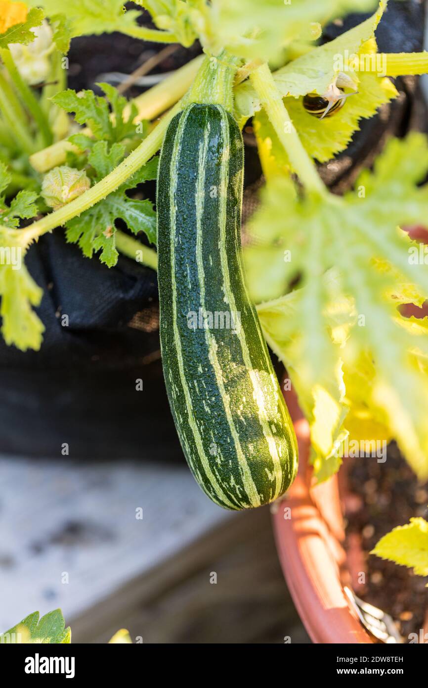 'Safari F1' Summer Squash, Squash (Cucurbita pepo Stock Photo - Alamy