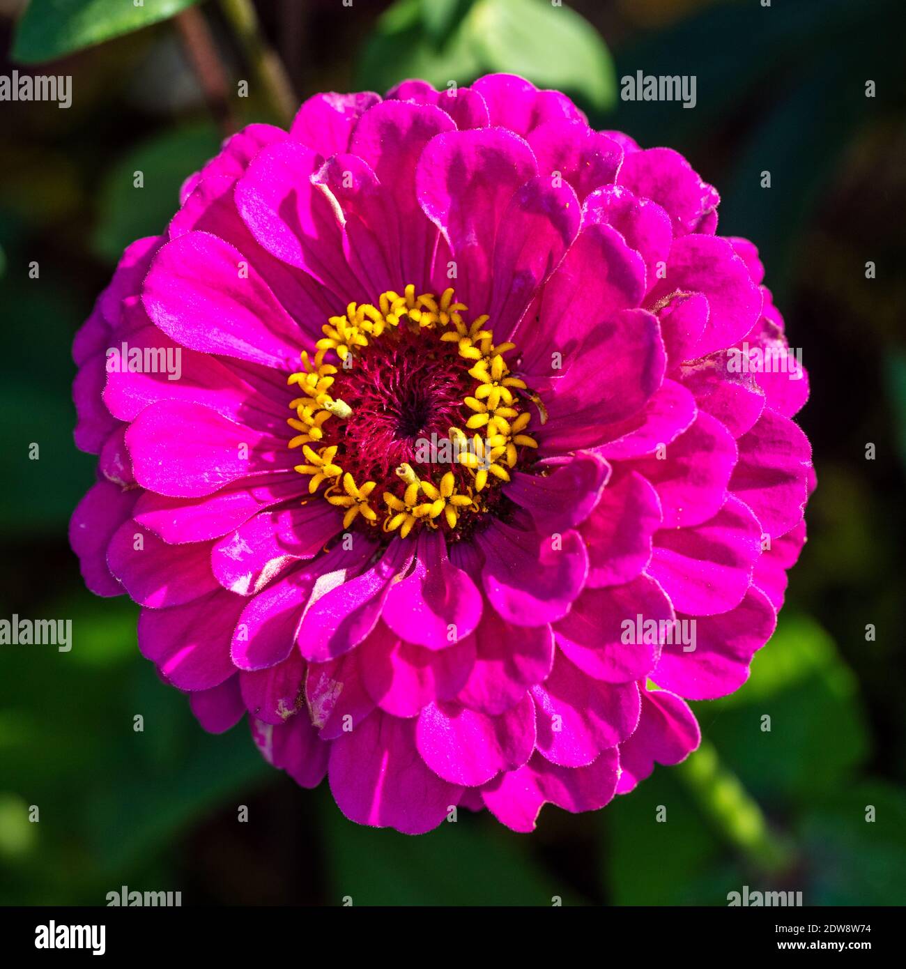 'Purple Prince' Common Zinnia, Zinnia (Zinnia elegans Stock Photo - Alamy