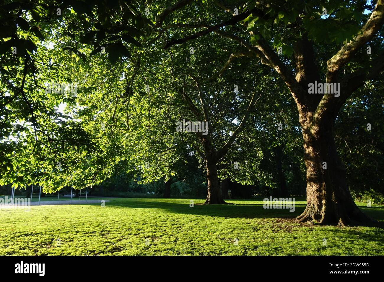 Green trees in a park in the morning Stock Photo - Alamy