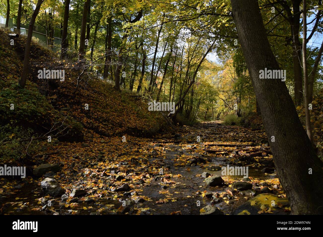Creek tree hi-res stock photography and images - Alamy