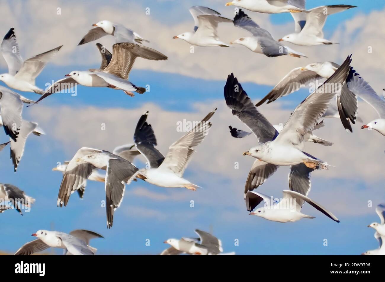 Swarm of flying seagulls in front of blue sky Stock Photo - Alamy