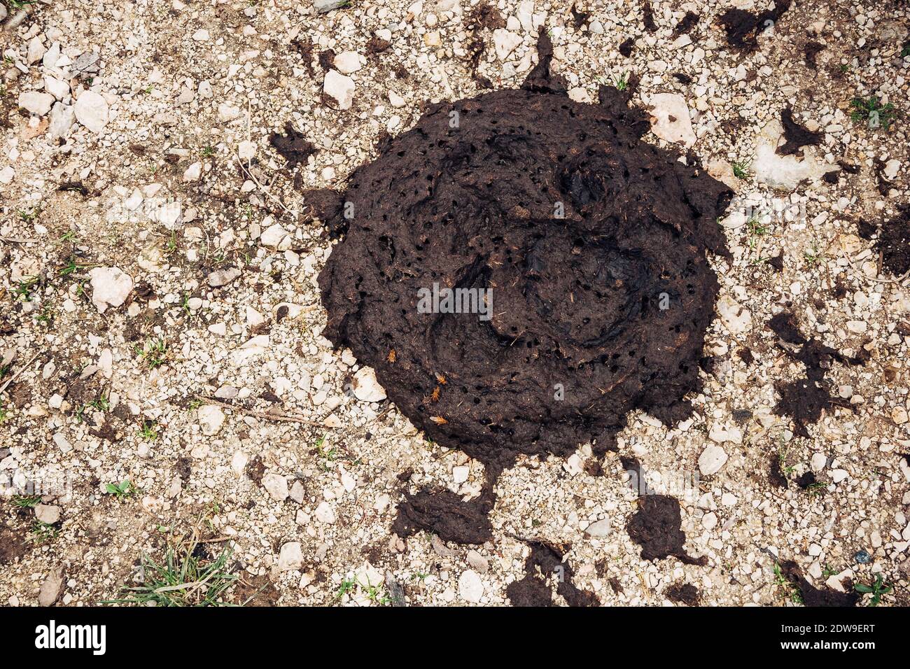 Field Cow Dung High Resolution Stock Photography and Images - Alamy