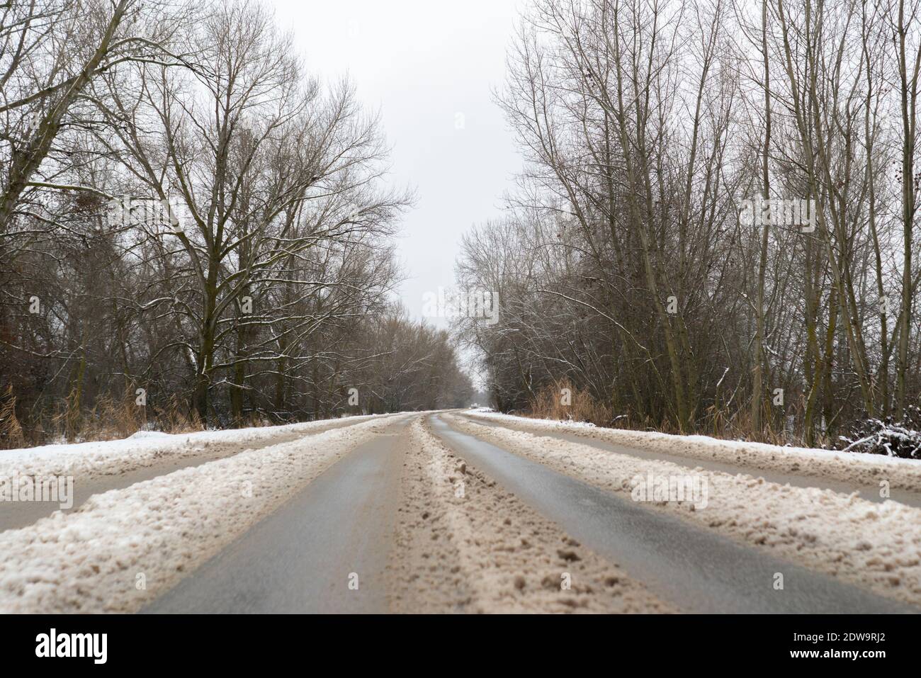 snowy highway road going through the forest and trees, winter season ...