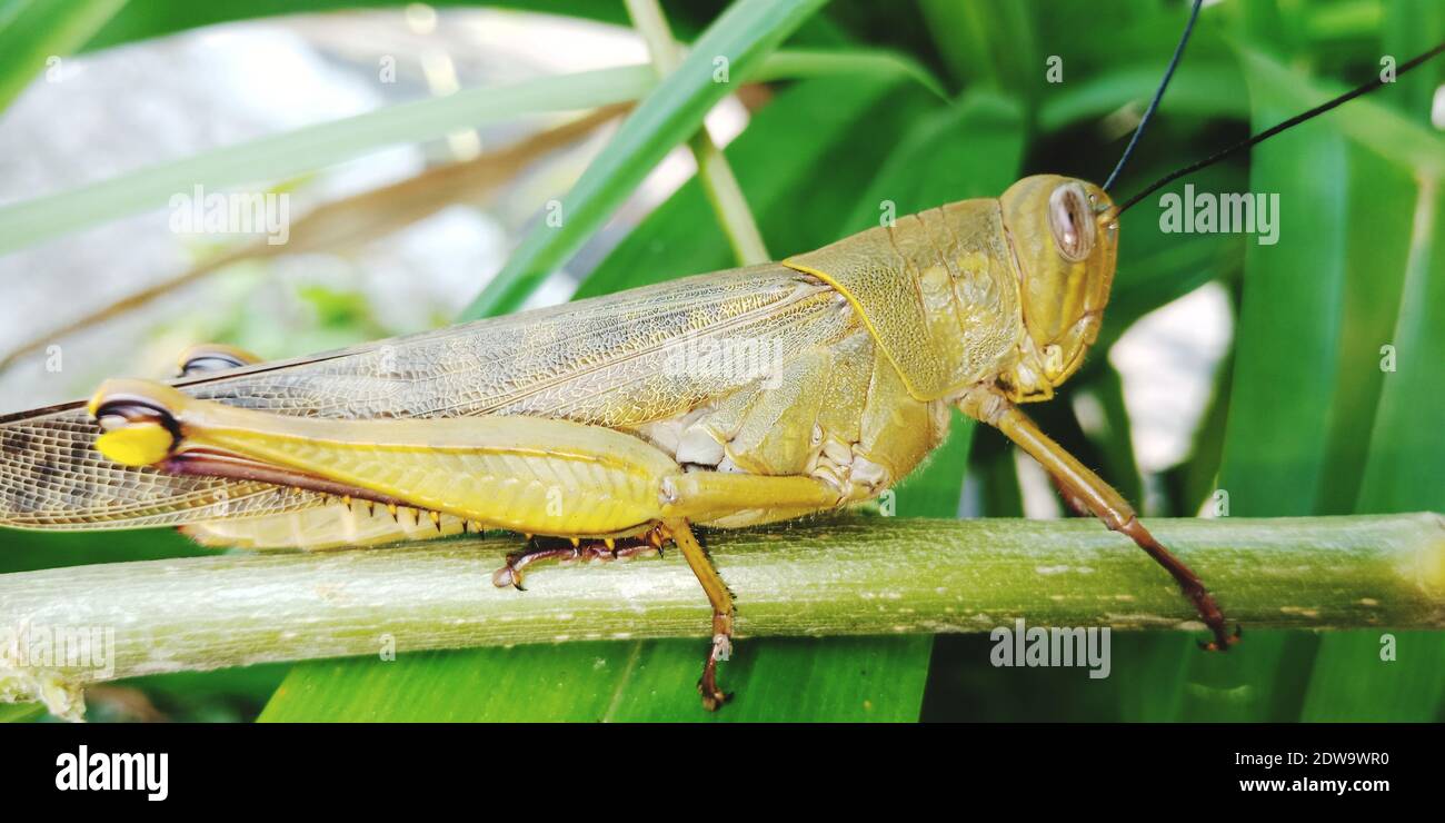 Scale insect branch hi-res stock photography and images - Alamy