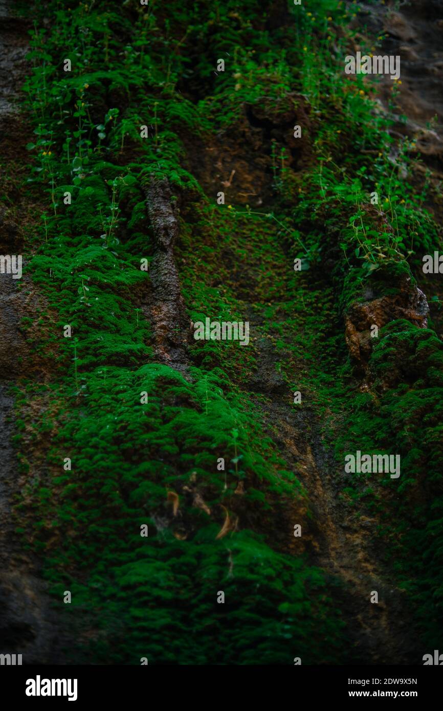 Chihuahua mexico forest hi-res stock photography and images - Alamy